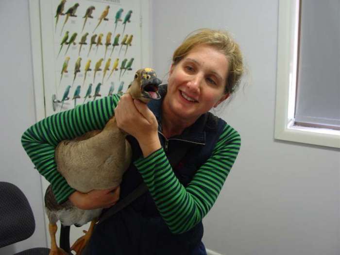 Bird Vet Melbourne| Bird Clinic Melbourne |Avian vet